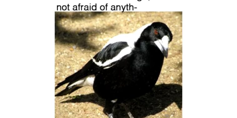 15 Funny Gun Memes that will make you laugh